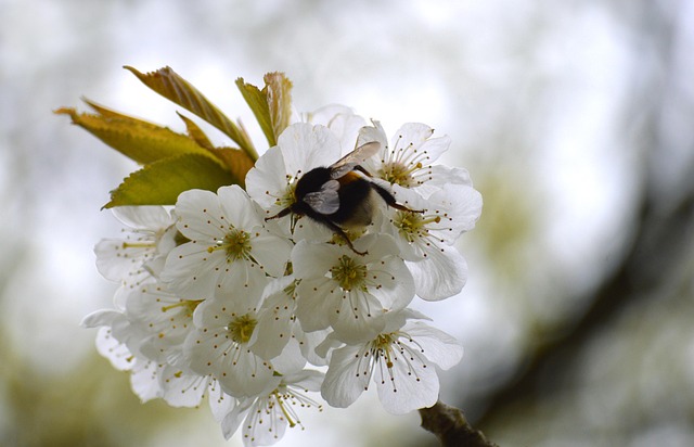 Apple Blossom Bumblebee - Free photo on Pixabay