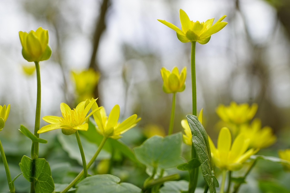 Lesser Celandine Flowers Yellow - Free photo on Pixabay - Pixabay