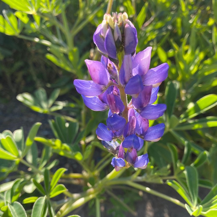 Lupine Flower Nature Ca - Free photo on Pixabay