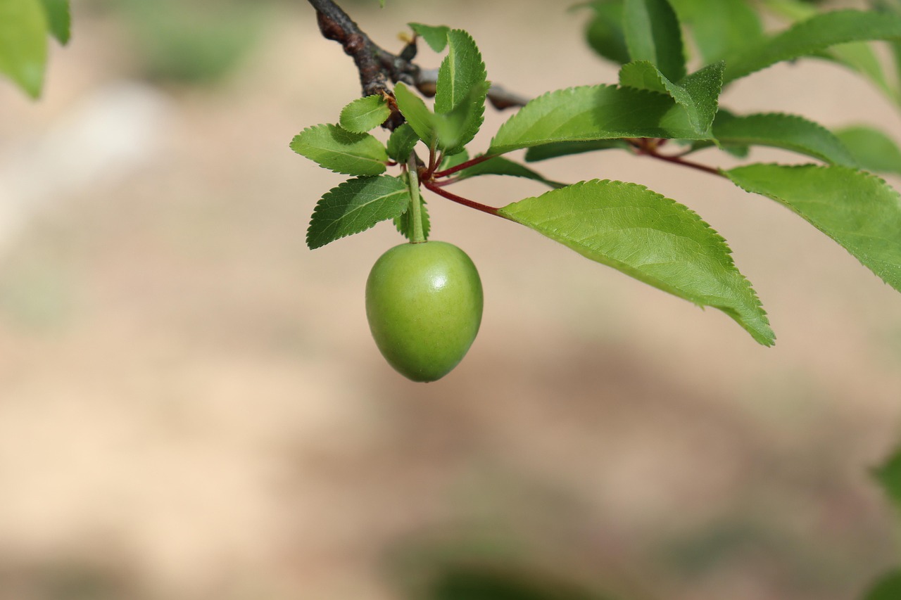 Plum Young Tree - Free photo on Pixabay