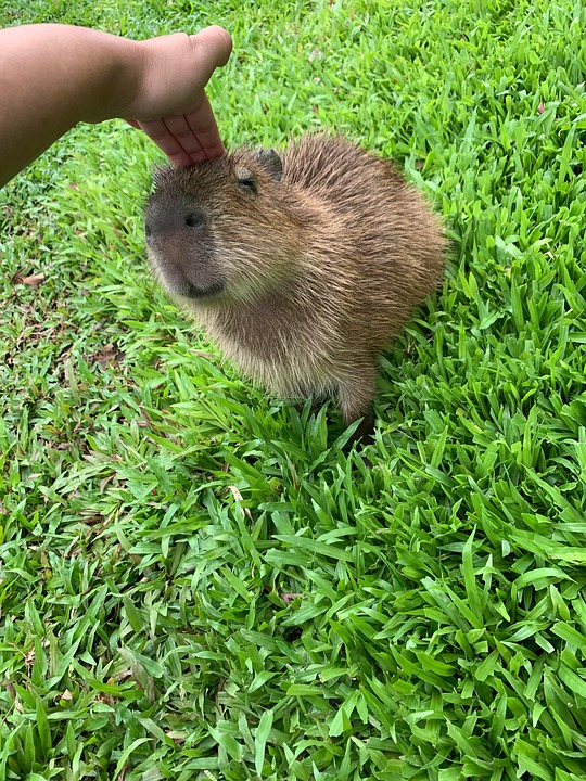 Capybara Boys Is So Cool - Free photo on Pixabay - Pixabay