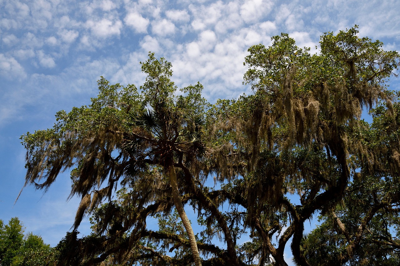 Pohon Oak Hutan Alam - Foto gratis di Pixabay - Pixabay