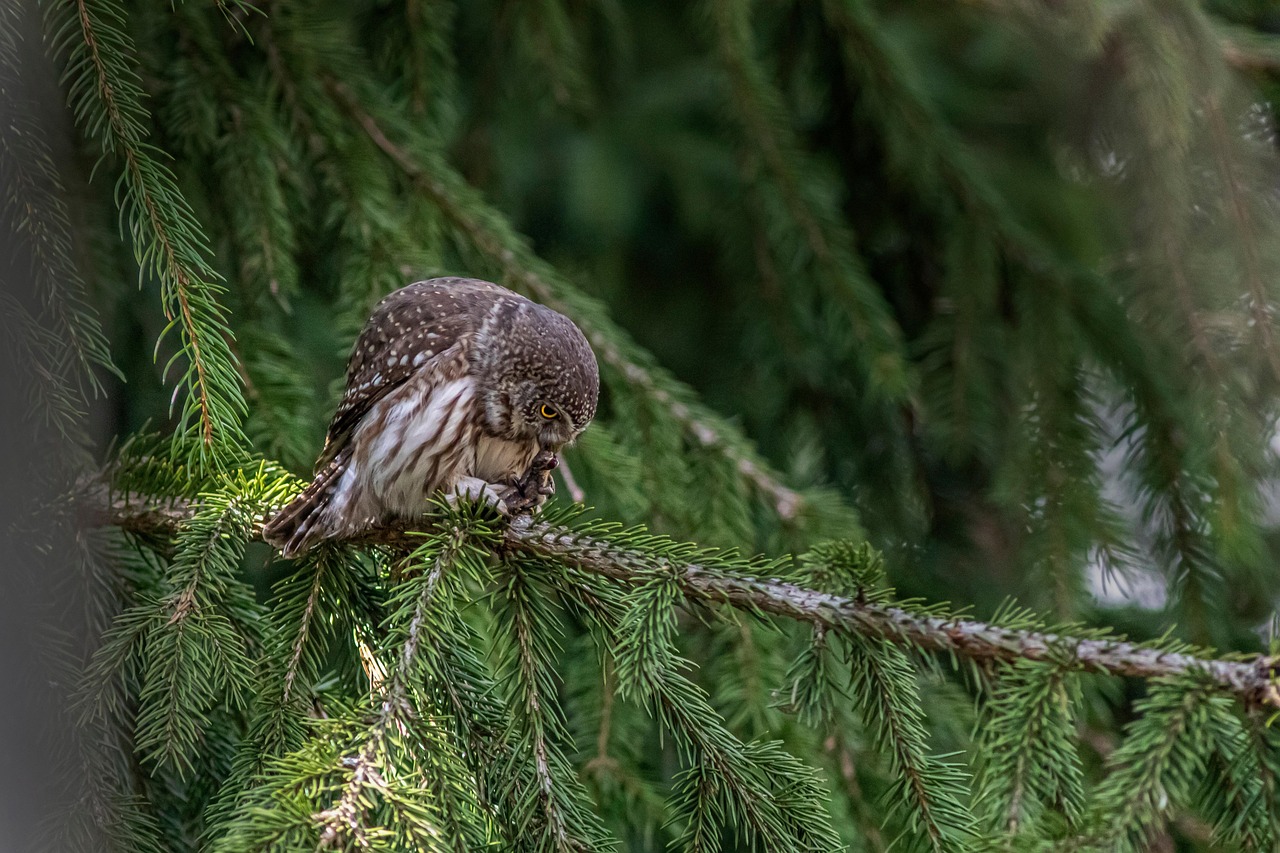 Eurasian Pygmy Owl Bird - Free photo on Pixabay