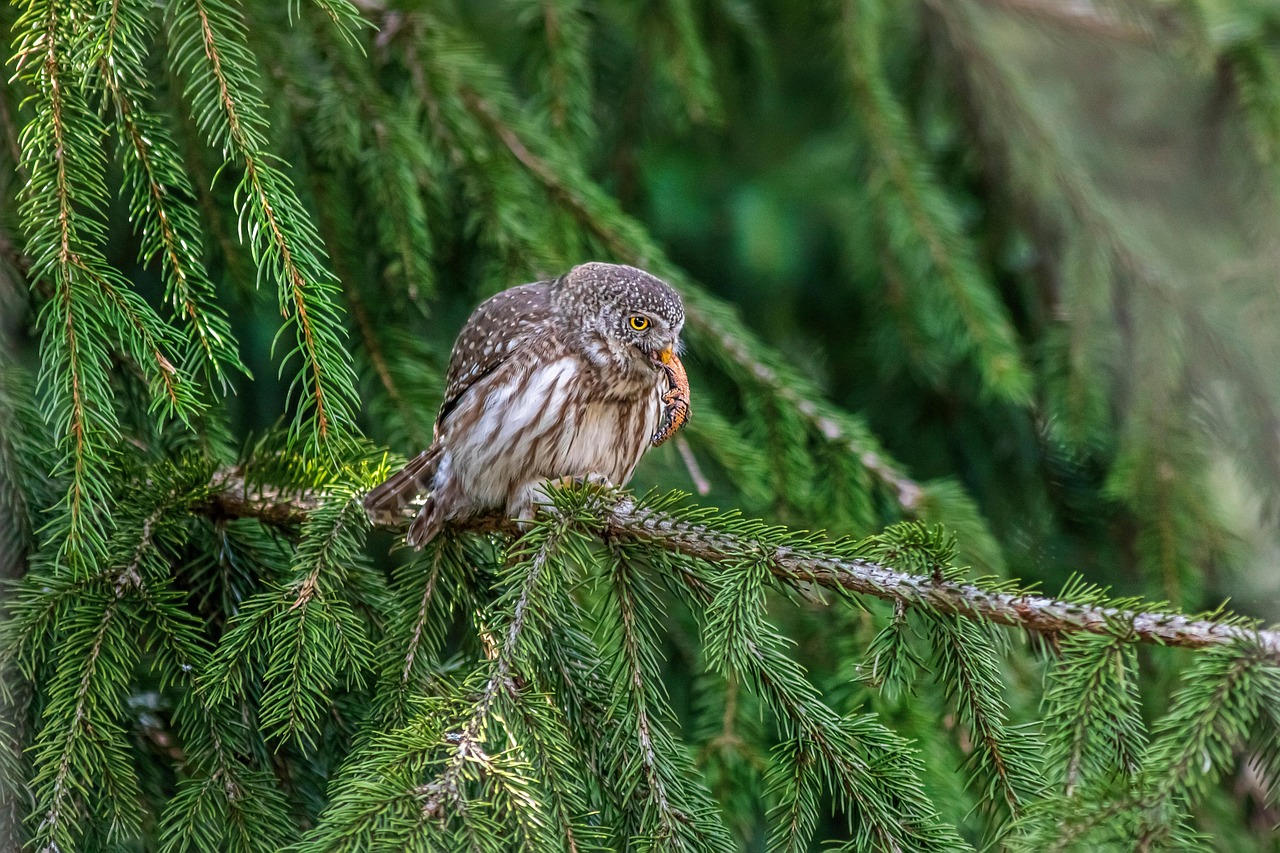 Eurasian Pygmy Owl Bird - Free photo on Pixabay