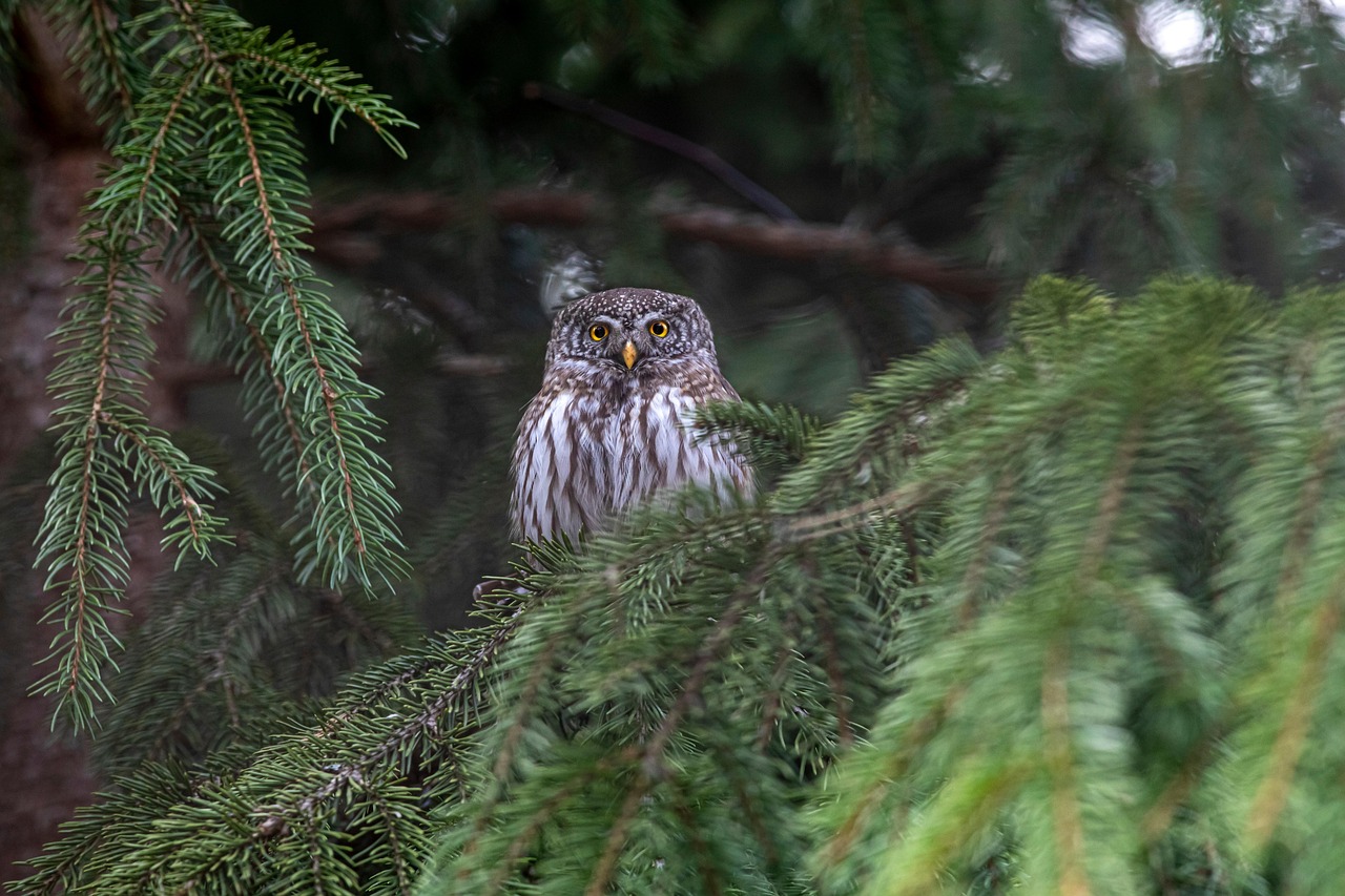 Chouette Pygmée Eurasienne Hibou - Photo gratuite sur Pixabay - Pixabay
