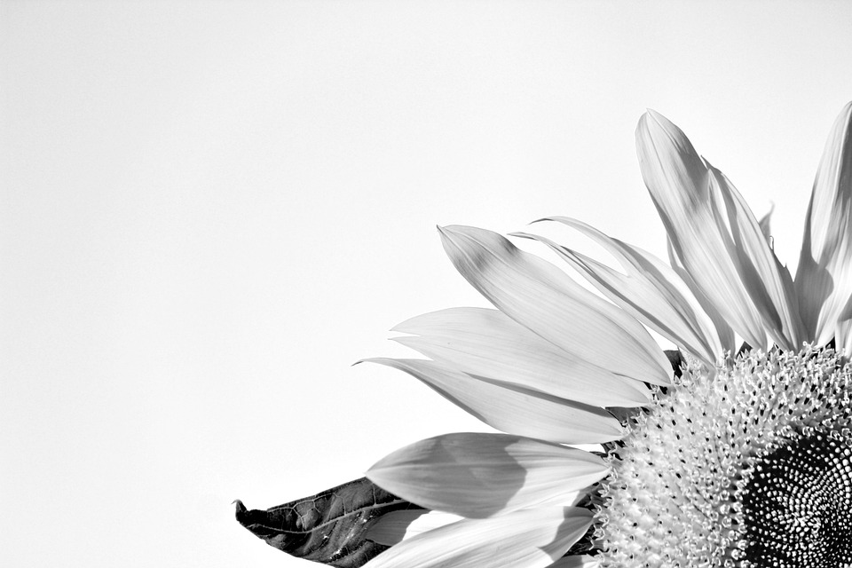Sunflower Monochrome Minimalism - Free photo on Pixabay - Pixabay