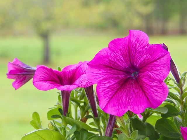 Petunias Flower Flora - Free photo on Pixabay - Pixabay