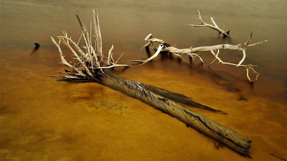 Submerged Tree Still Water Lake - Free photo on Pixabay