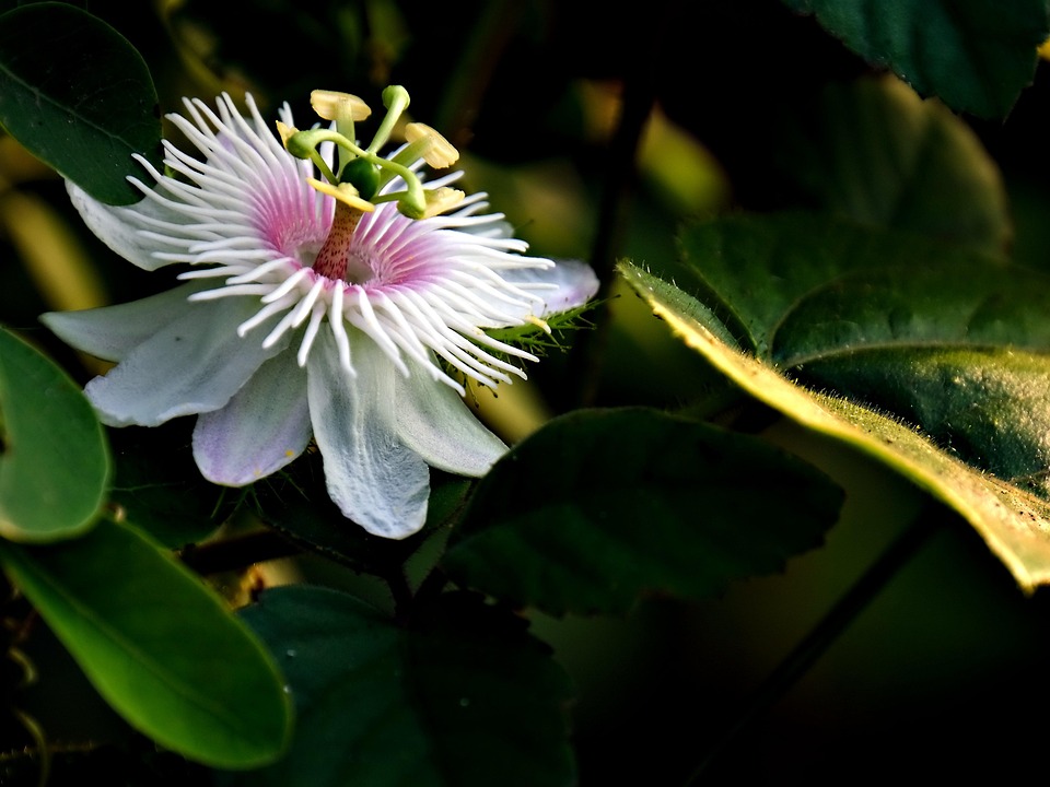 Passion Flower Passiflora Nature - Free photo on Pixabay