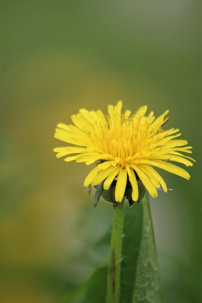 Discover and download free images - Pixabay