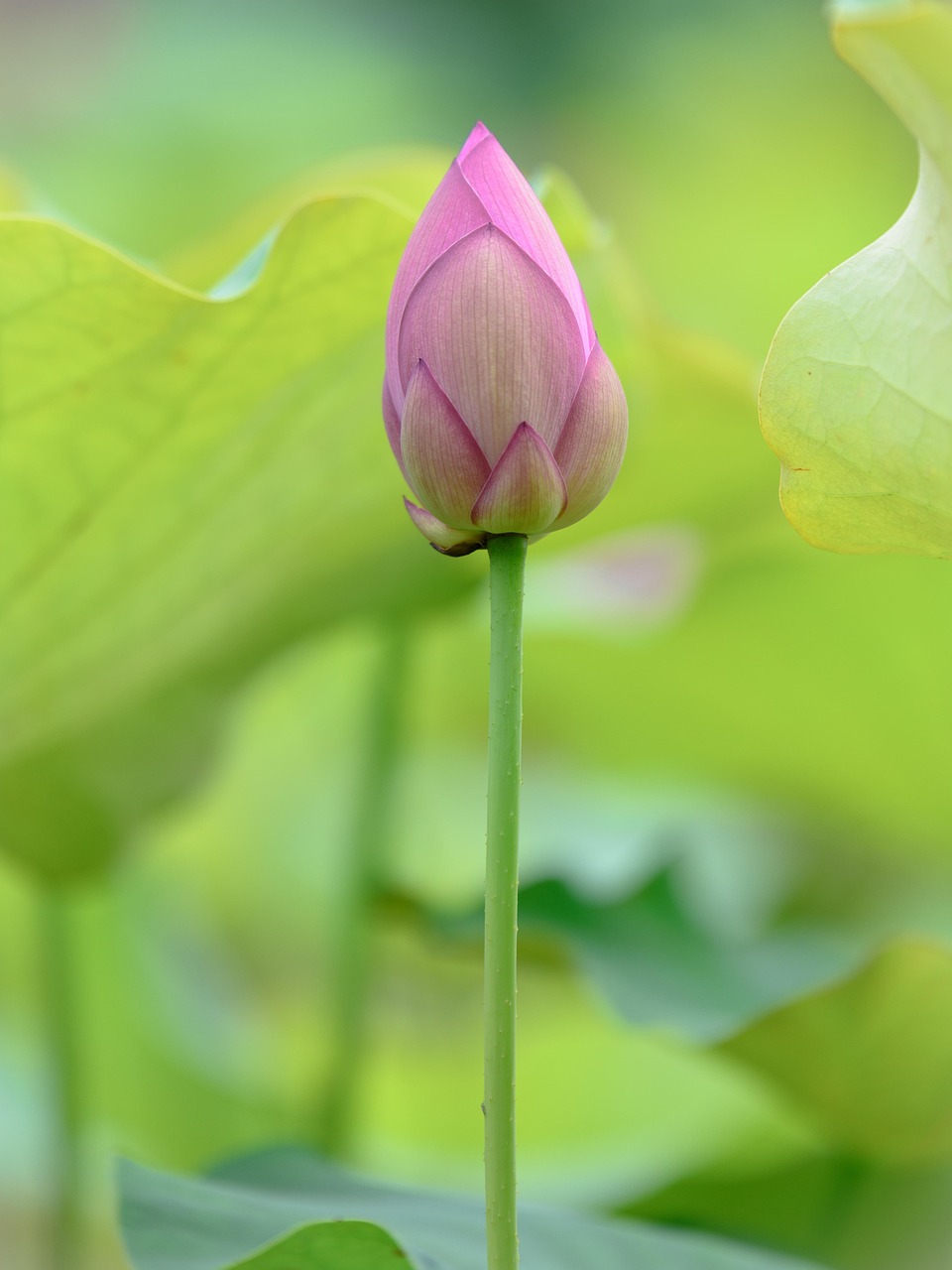 Flower Bud Water Lily - Free photo on Pixabay