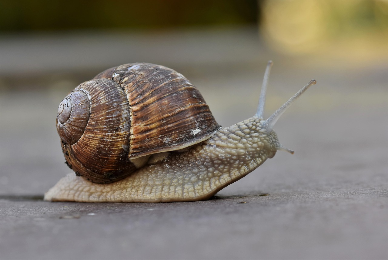 Snail Mollusk Animal - Free photo on Pixabay - Pixabay