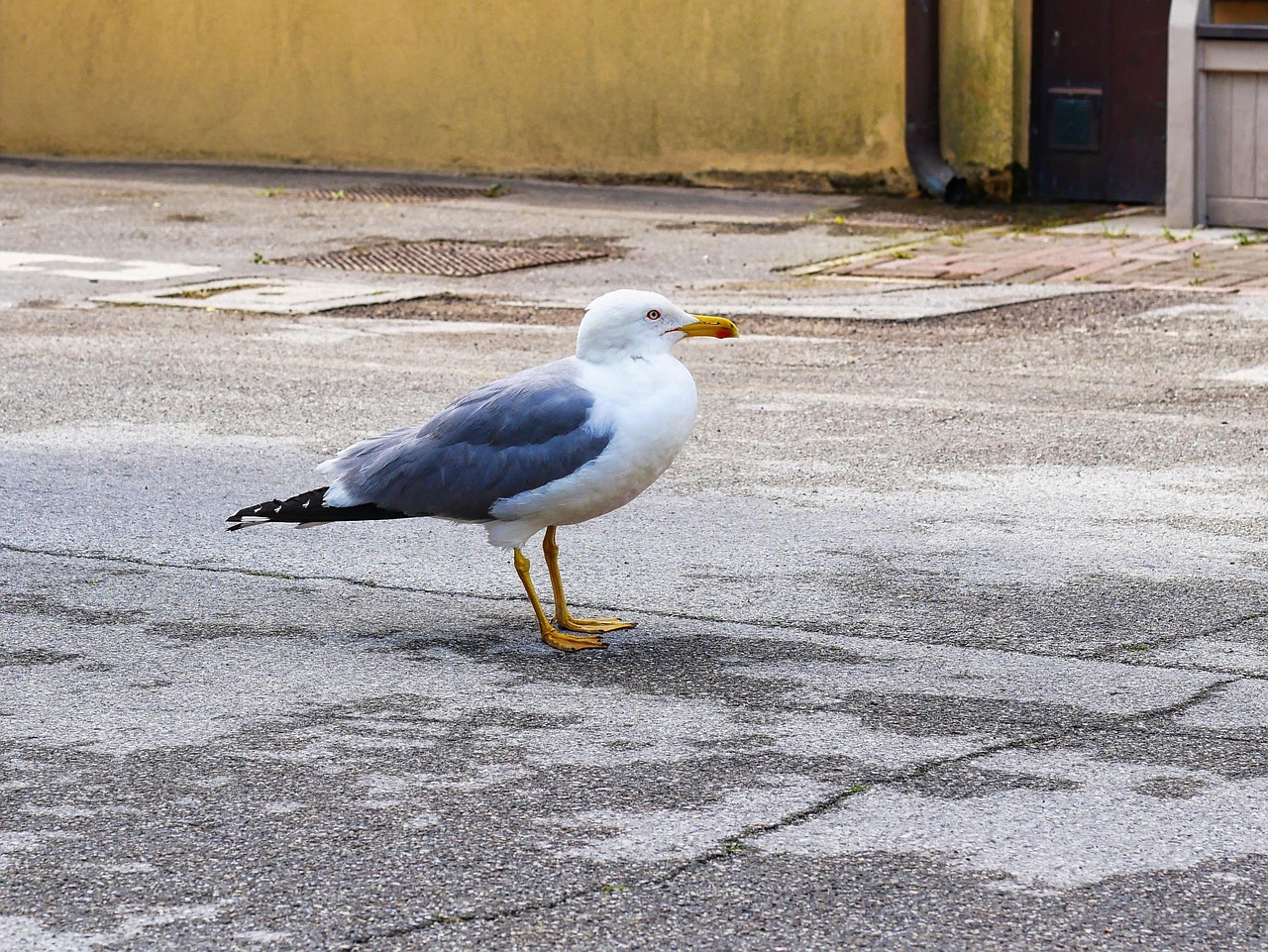 Seagull Bird Animal - Free photo on Pixabay - Pixabay
