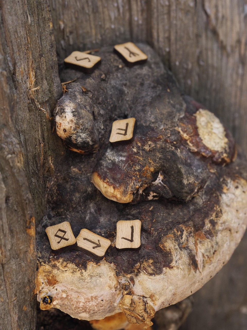 Runes La Magie Arbre - Photo gratuite sur Pixabay - Pixabay