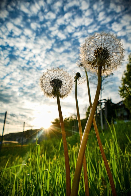 Pusteblume Löwenzahn Pflanze - Kostenloses Foto auf Pixabay - Pixabay