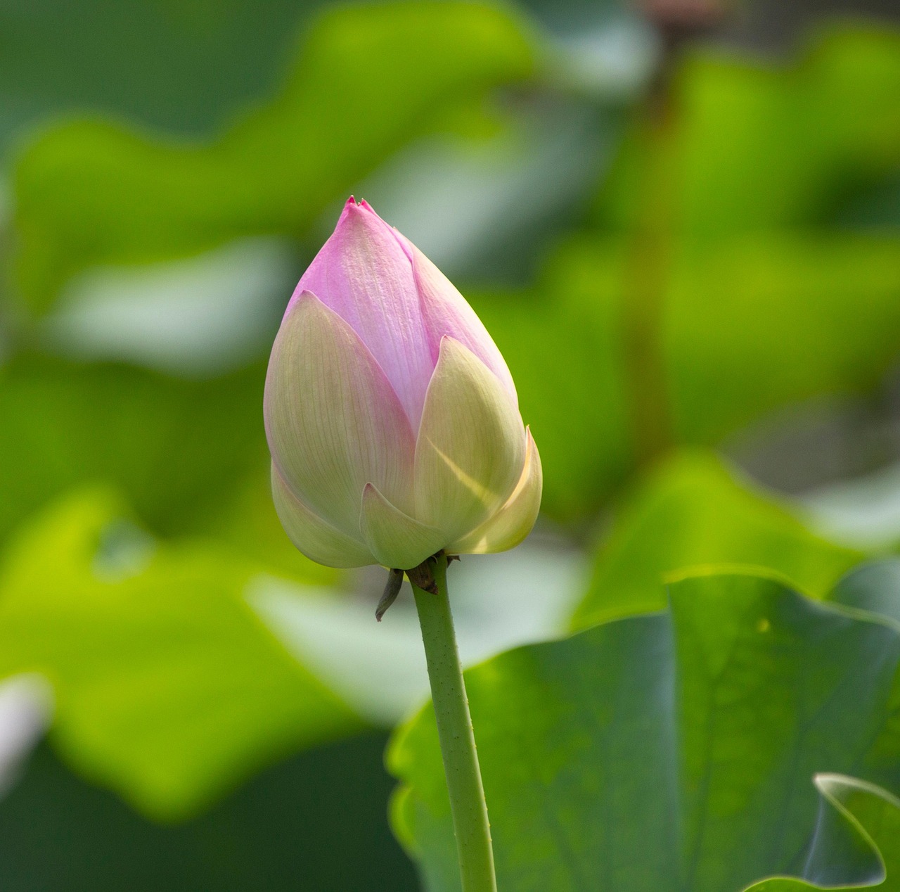 Lotus Flower Bud - Free photo on Pixabay