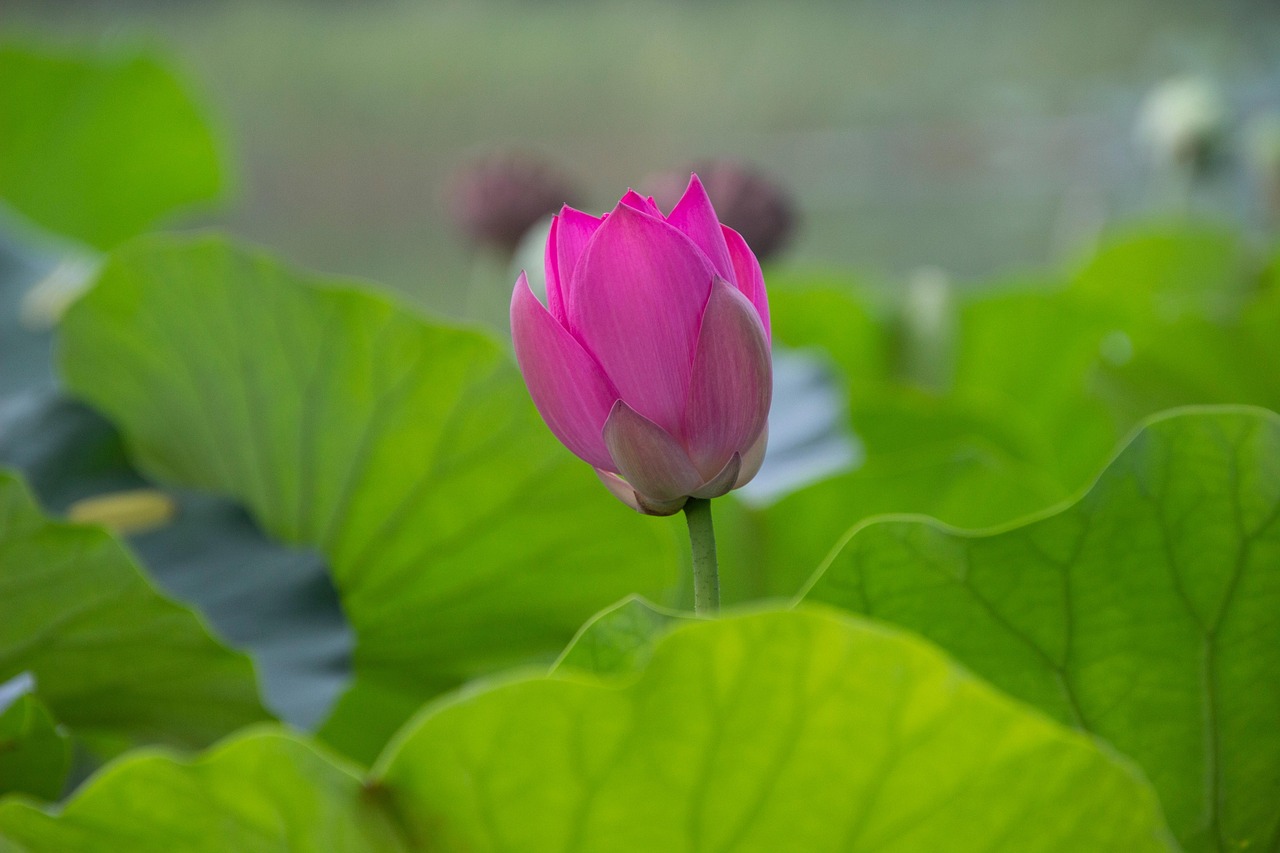 8,000+ Free Lotus Flower & Lotus Photos - Pixabay