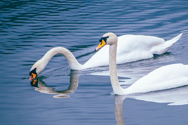 Swans Birds Lake - Free photo on Pixabay