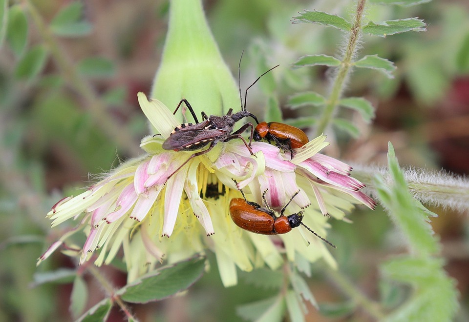 Rhynocoris Erythropus 꽃 코뿔소 - Pixabay의 무료 사진