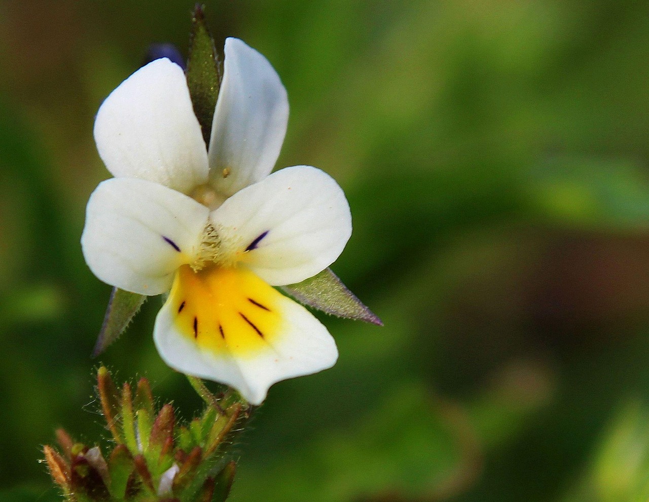 Pansy Flower Floral Blooms - Free photo on Pixabay - Pixabay