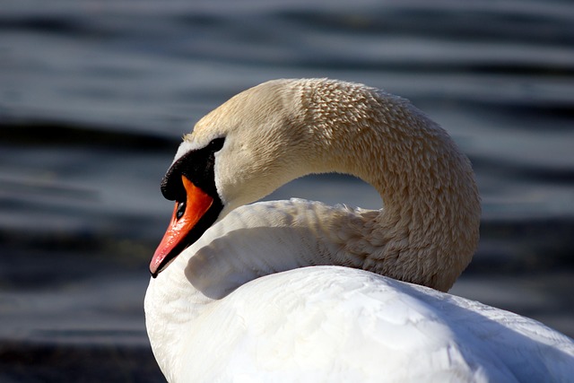 Swan Water Bird Wildlife - Free photo on Pixabay