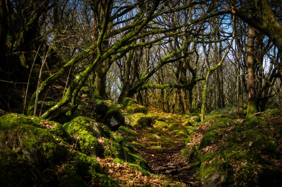 Woodland Ancient Welsh - Free photo on Pixabay - Pixabay