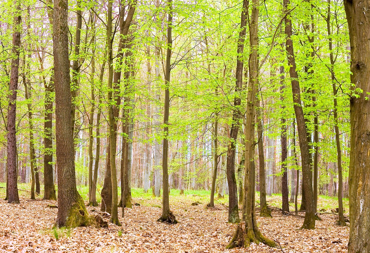 Des Arbres Forêt Les Bois - Photo gratuite sur Pixabay