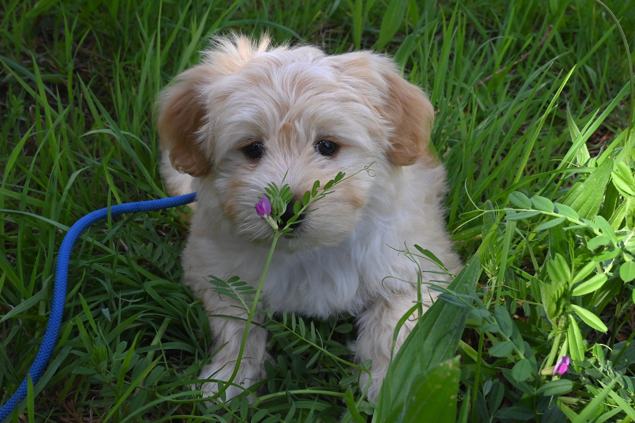 Chiot Bichon Havanais Animal Chien - Photo gratuite sur Pixabay - Pixabay