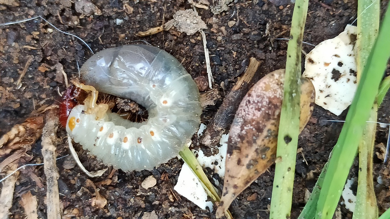 Worm Larva Caterpillar - Free photo on Pixabay - Pixabay
