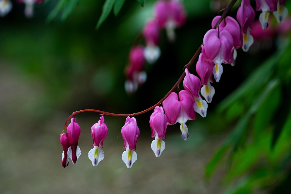 Bleeding Heart Flower Wallpaper