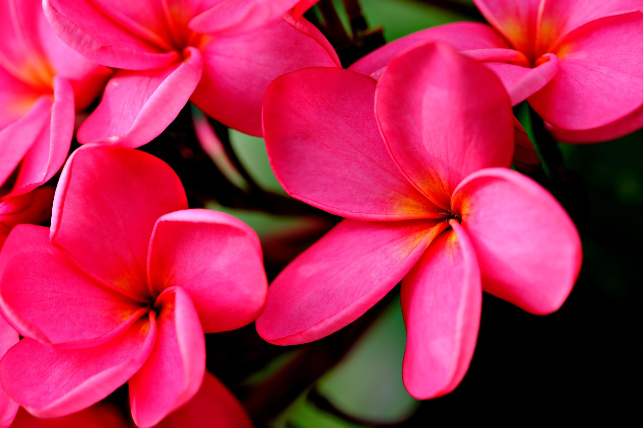 Pink Plumeria Wallpaper