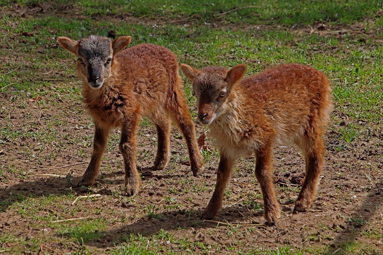 Muflón Oveja Animales - Foto gratis en Pixabay - Pixabay