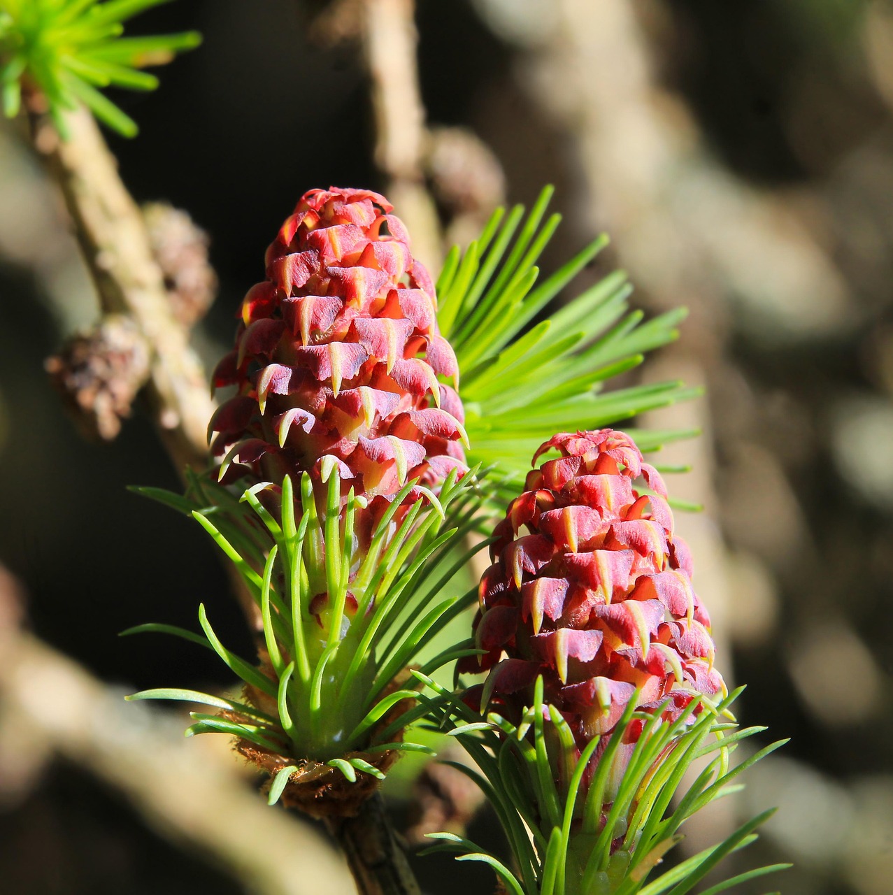 Conos Pino Botánica - Foto gratis en Pixabay - Pixabay