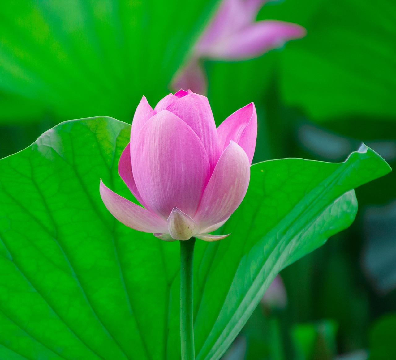 8,000+ Free Lotus Flower & Lotus Photos - Pixabay