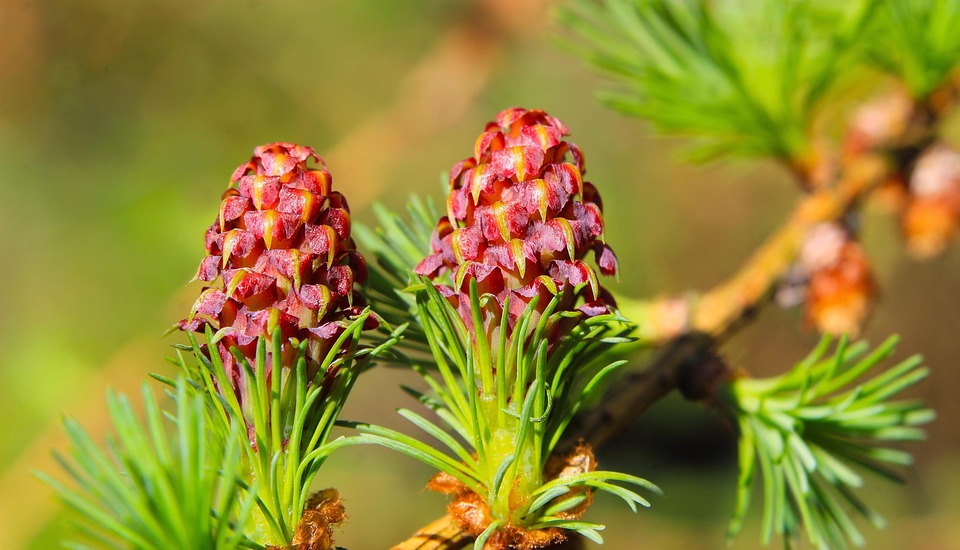 Cones Pine Sprig - Free photo on Pixabay - Pixabay