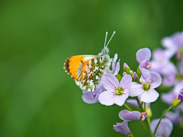 Motyl Natura Wiosna - Darmowe zdjęcie na Pixabay - Pixabay