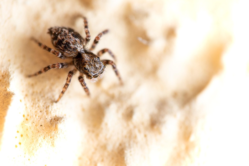 Jumping Spider Macro - Free photo on Pixabay