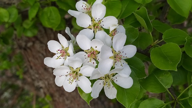 Fleur De Poirier Perle Le - Photo gratuite sur Pixabay - Pixabay