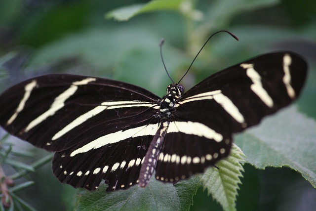 30+ Free Zebra Butterfly & Butterfly Images - Pixabay