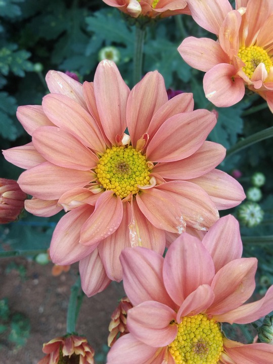 Beige Fleur Nature - Photo gratuite sur Pixabay - Pixabay