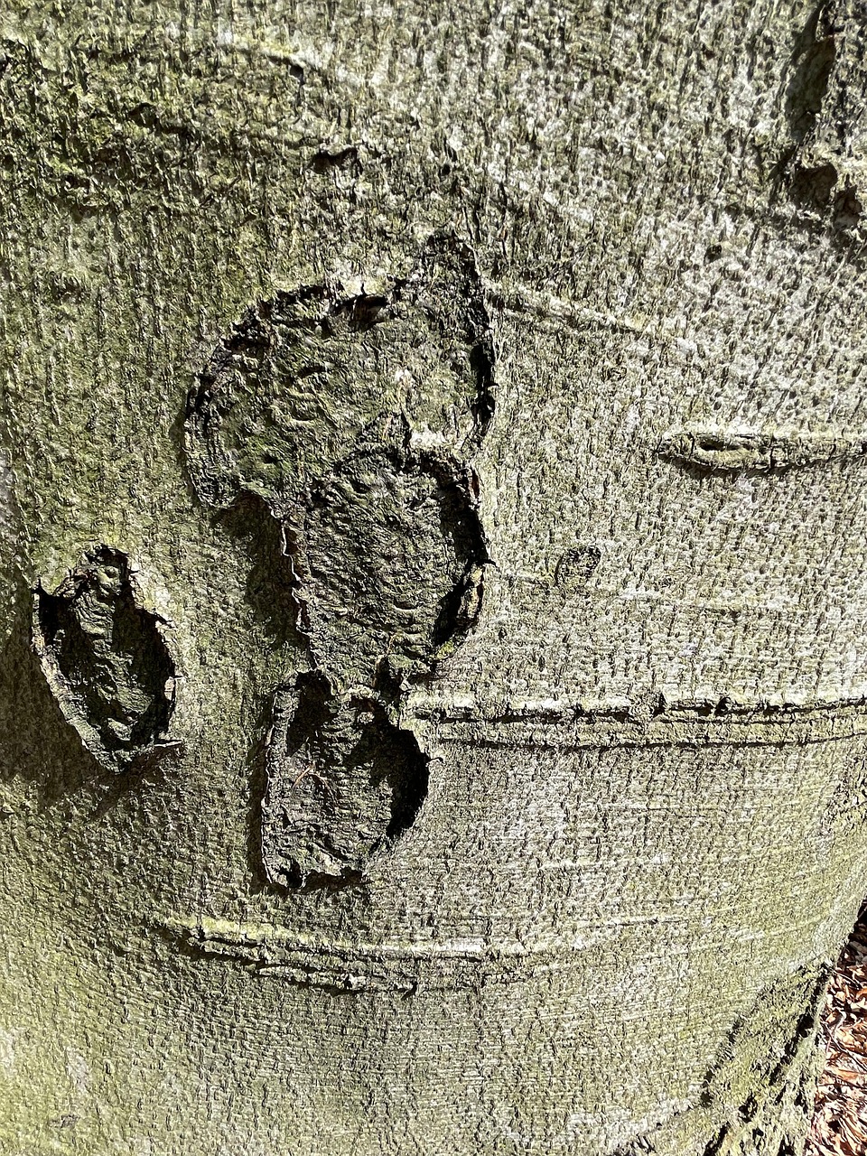 Face Tree Bark - Free photo on Pixabay - Pixabay