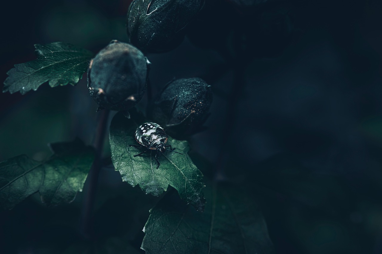 Bug On A Leaf Dark Free Photo On Pixabay Pixabay
