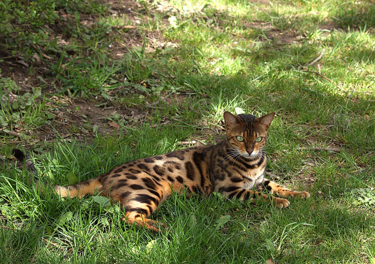 Bengale Katze Wiese - Kostenloses Foto auf Pixabay - Pixabay