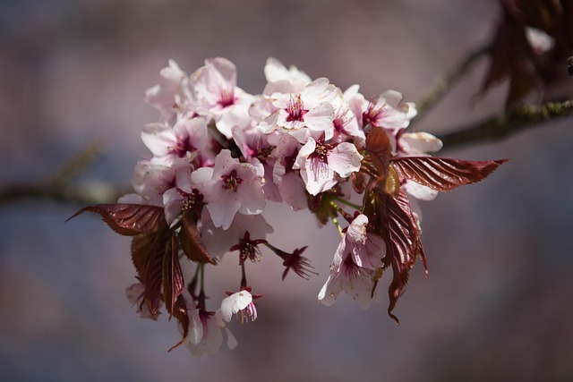 Flor De Cereza Flora - Foto gratis en Pixabay - Pixabay