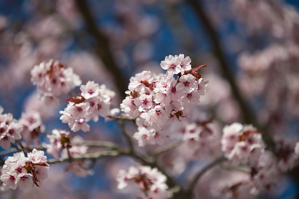Cherry Blossom Flowers Spring Pink - Free photo on Pixabay - Pixabay