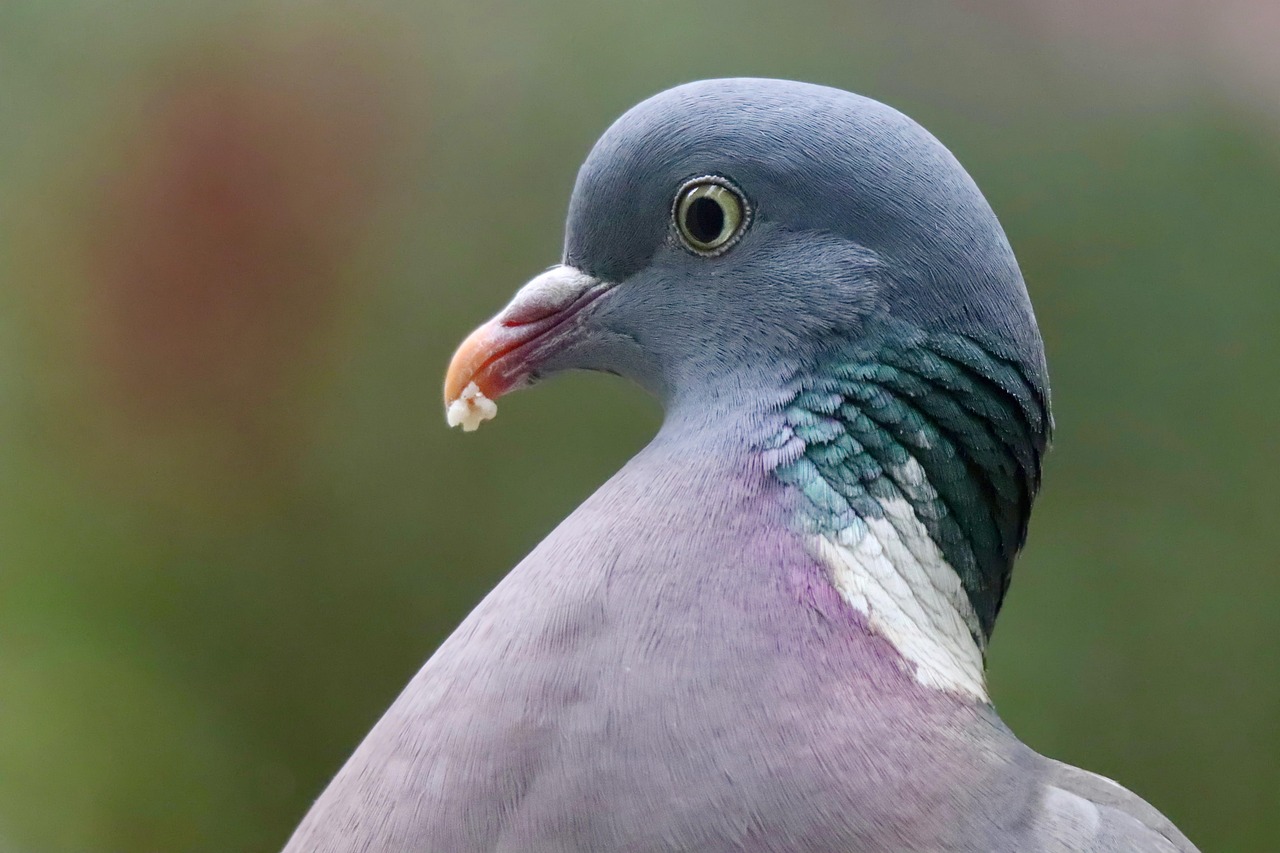 Holub Dřevěný Holubice Columba - Fotografie zdarma na Pixabay