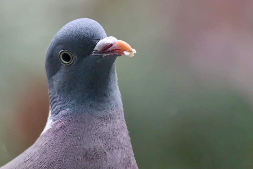 Pigeon Ramier Colombe Oiseau - Photo gratuite sur Pixabay