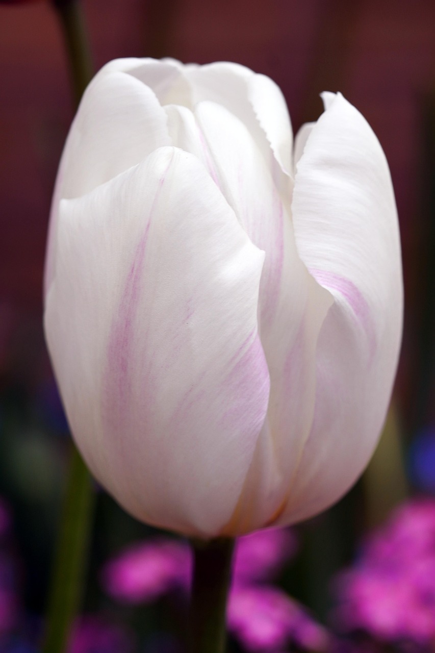 Tulipán Blanco Flor - Foto gratis en Pixabay - Pixabay