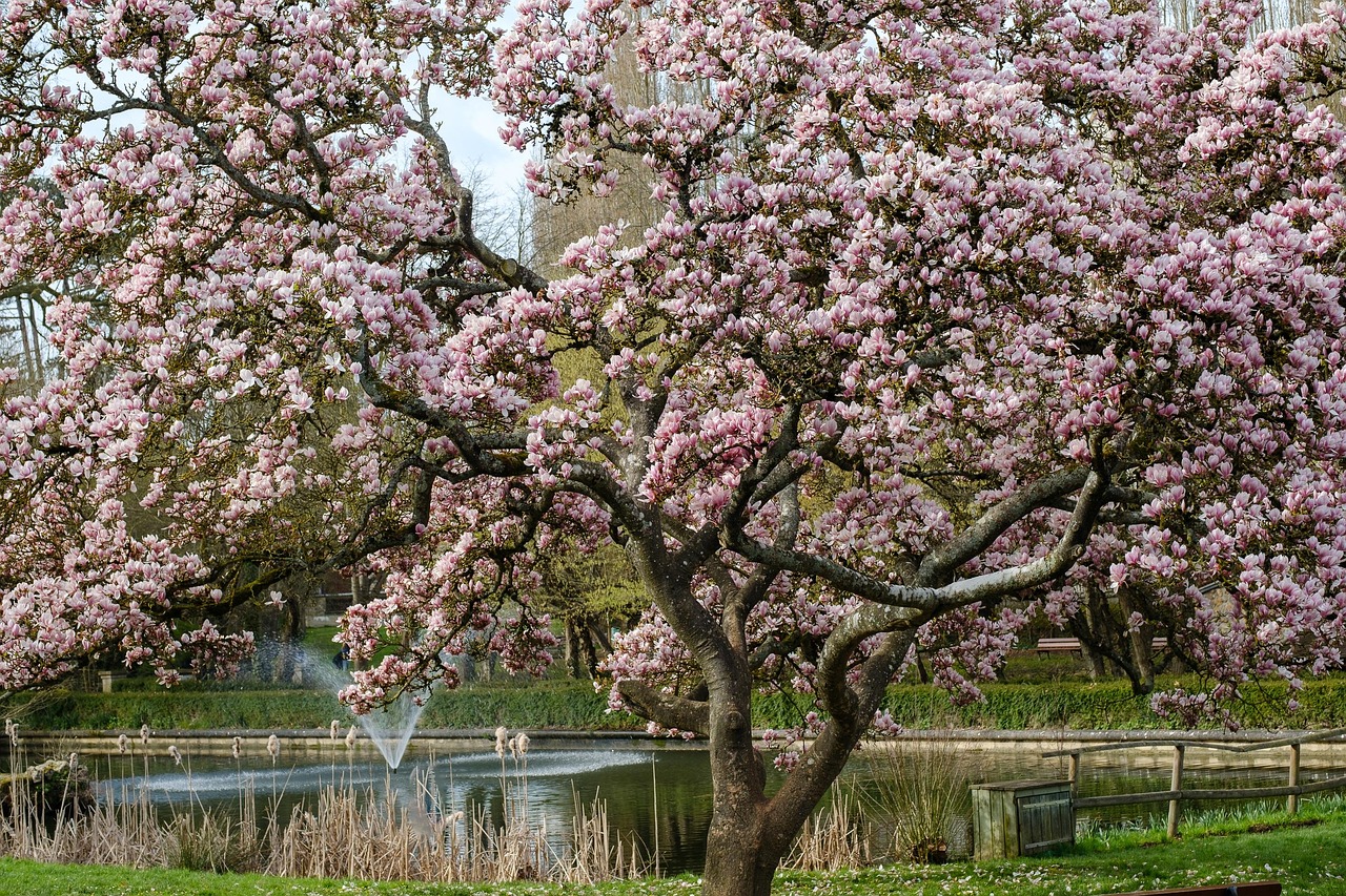 Magnolia Flower Nature - Free photo on Pixabay