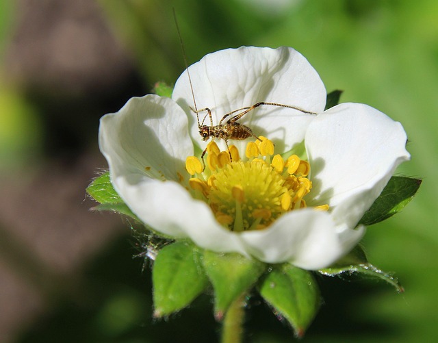 Saltamontes Insectos Flor - Foto gratis en Pixabay - Pixabay